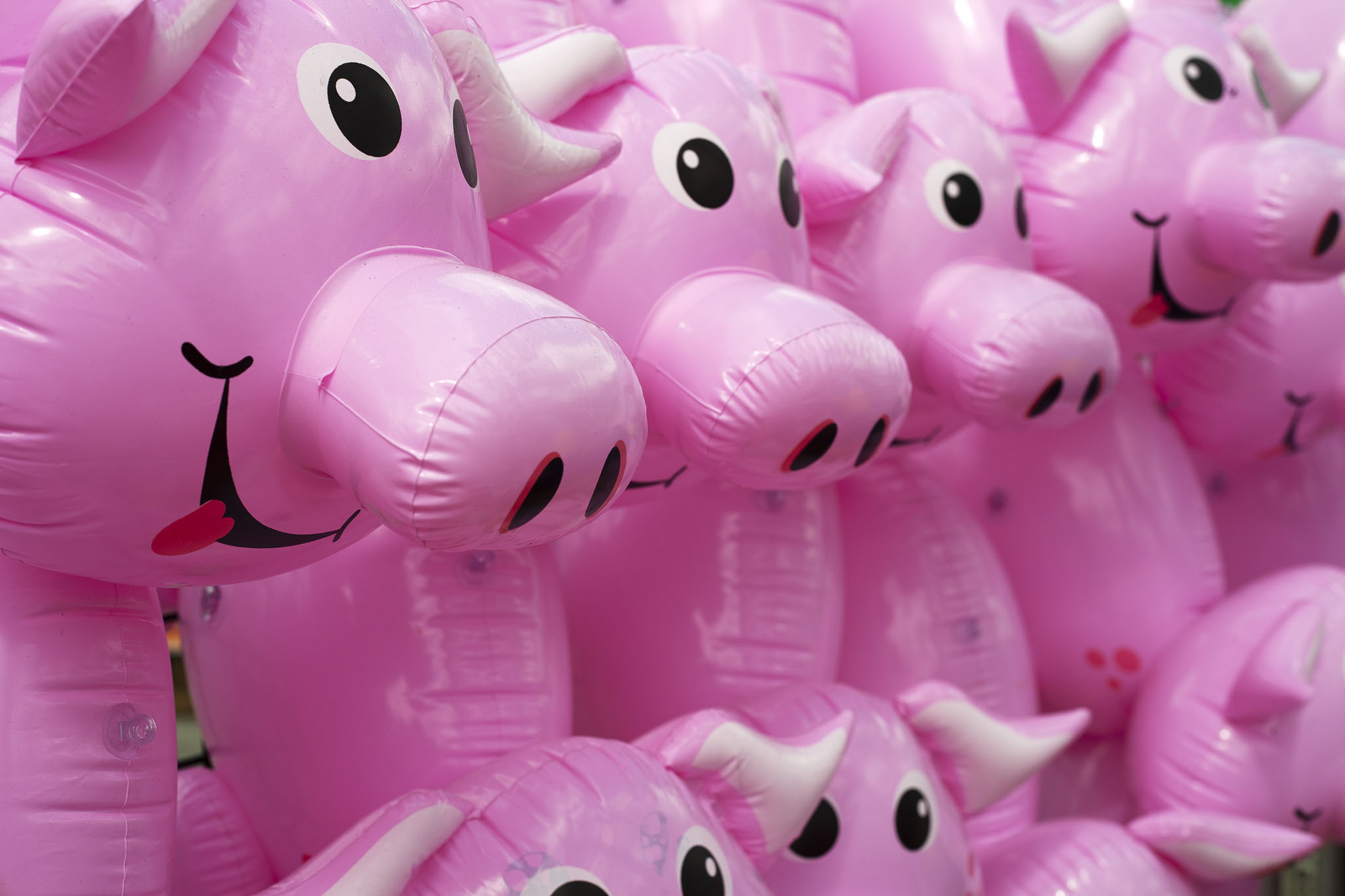 Pink Pigs – Mr. Ho travels